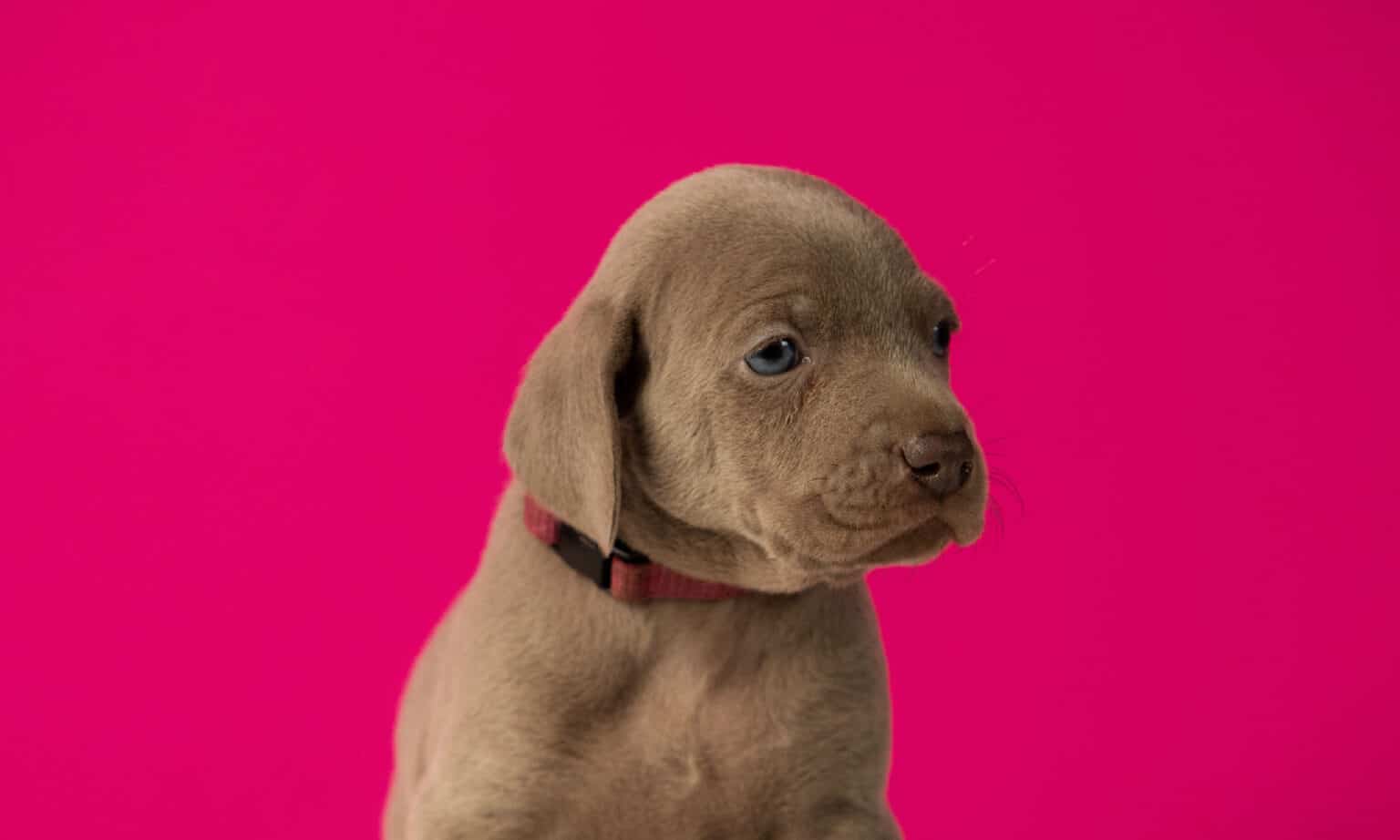 Labmaraner Dog Breed Complete Guide - A-Z Animals