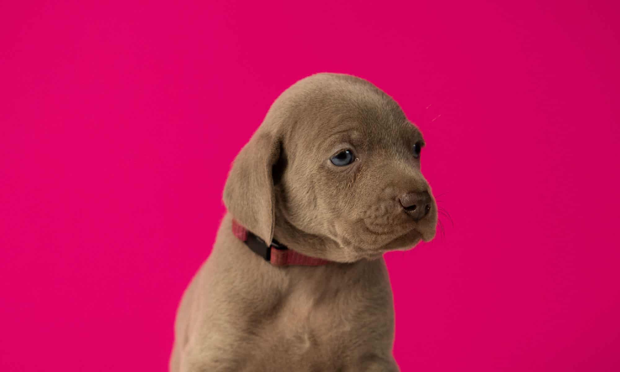 Weimaraner Progression: Growth Chart, Milestones, and Training Tips - A ...