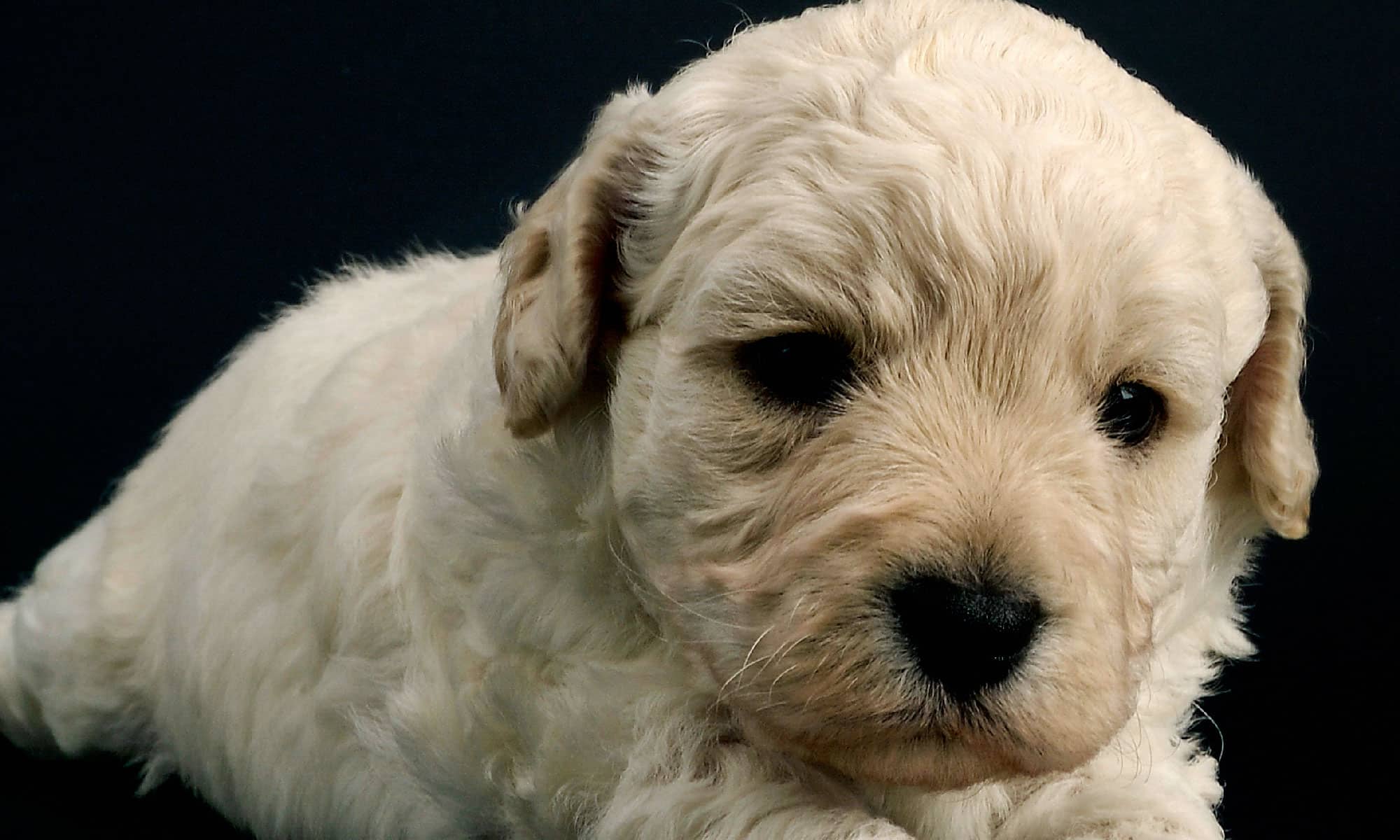 Pyredoodle Dog Breed Complete Guide - A-Z Animals