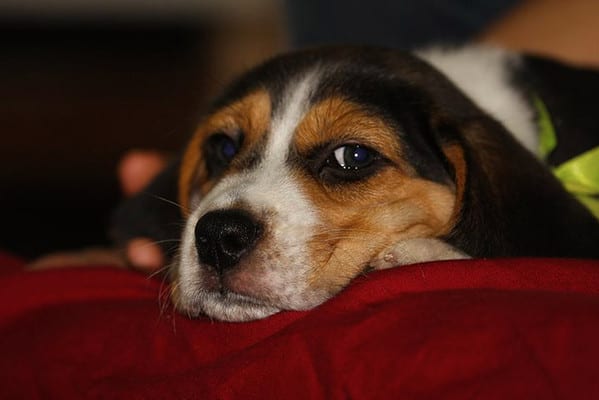 Peagle: Complete Guide to the Beagle–Pekingese Mix Animal Facts - Canis ...