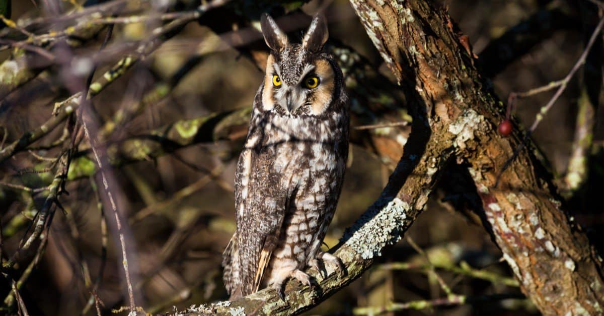 Long-Eared Owl Bird Facts - Asio otus - A-Z Animals