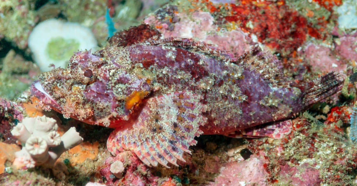Scorpion Fish Facts - Scorpaenidae - A-Z Animals