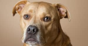 Pitador - A-Z Animals