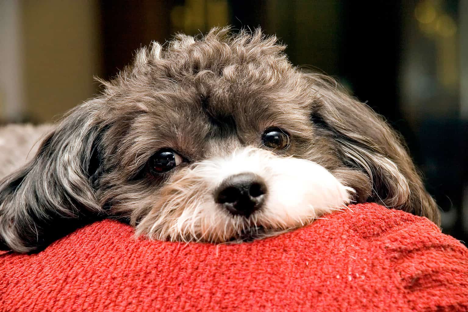 Beagador Animal Facts - Canis lupus familiaris - A-Z Animals