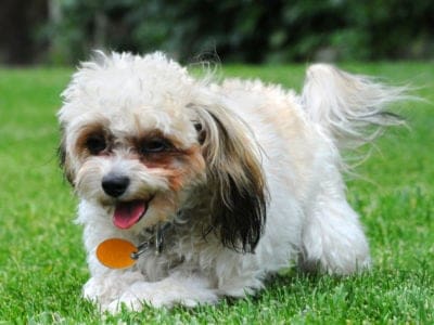 Shih Poo Dog Breed Complete Guide | AZ Animals