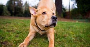 Pitador Animal Facts - Canis lupus familiaris - A-Z Animals
