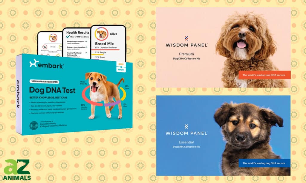 Reviewed for You: The 3 Best Dog DNA Test Kits - A-Z Animals