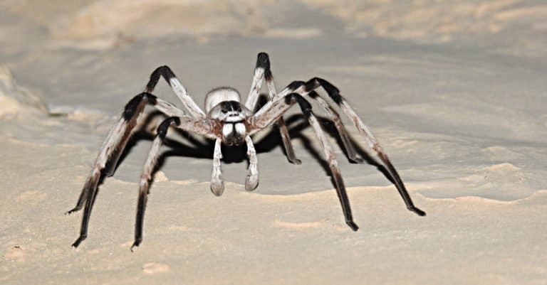 The 10 Biggest Spiders in the World - Are Any Dangerous? - A-Z Animals