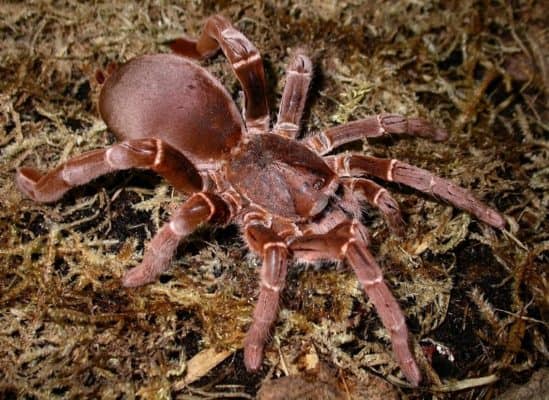 The 10 Biggest Spiders in the World - Are Any Dangerous? - A-Z Animals