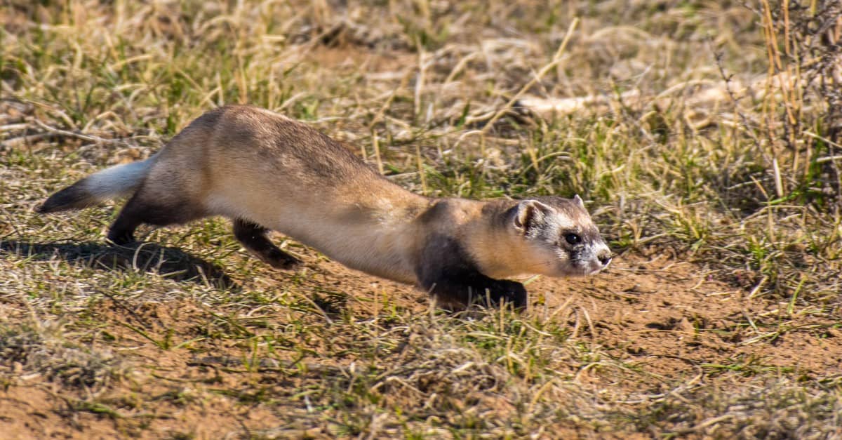 Black-Footed Ferret Pictures - AZ Animals