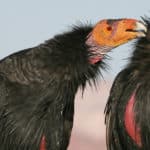 Nearly Extinct, The California Condor Is Making an Comeback - A-Z ...