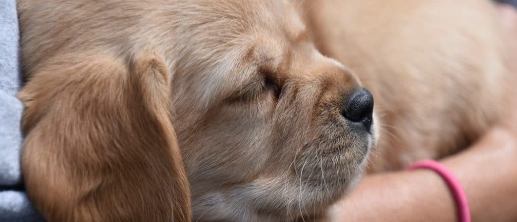 Cavador Animal Facts - Canis lupus familiaris - A-Z Animals
