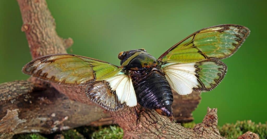 Cicada - A-Z Animals