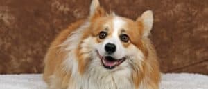 Corkie Animal Facts - Canis lupus familiaris - A-Z Animals