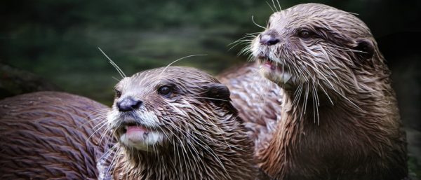 Meet The 15 Cutest Fluffy Animals In The World - A-Z Animals