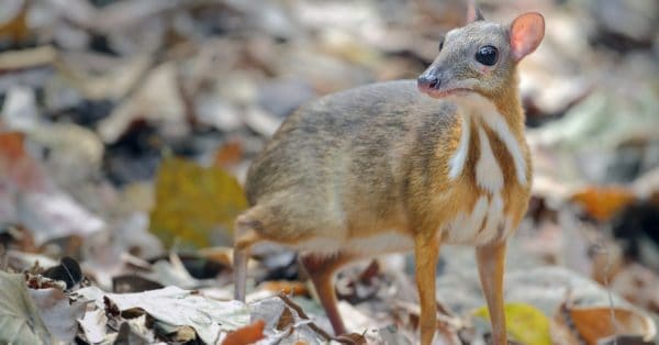 Ruminant - A-Z Animals