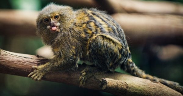 Pygmy Marmoset (Finger Monkey) Animal Facts - Cebuella pygmaea - A-Z ...