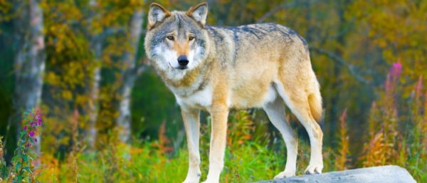 Wildlife in Ireland - Types of Irish Animals - A-Z Animals
