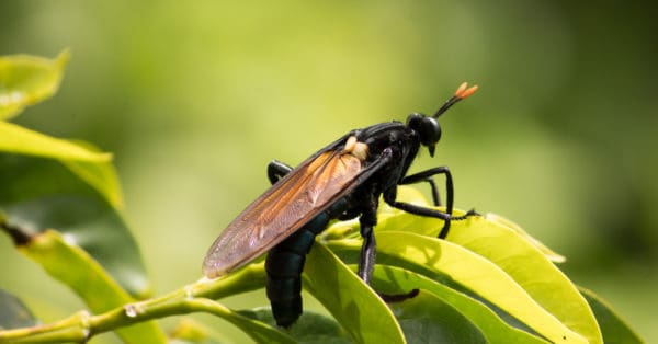 Discover the World’s Largest Flying Insects (Up to 12 Inches!) - A-Z ...