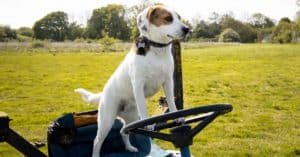 Jackabee Dog Breed Complete Guide - A-Z Animals