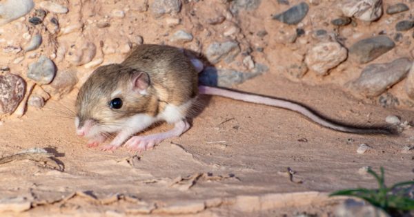 10 Key Facts About Kangaroo Rats - A-Z Animals