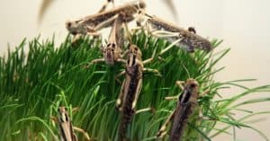 Locust Insect Facts - A-Z Animals