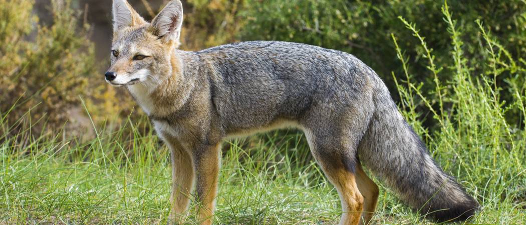 Wildlife in Paraguay - Types of Paraguayan Animals - A-Z Animals