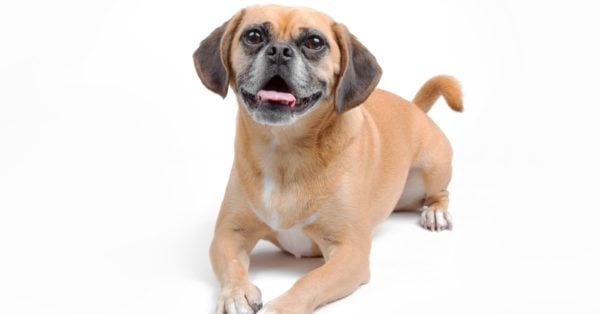 Puggle Animal Facts - Canis lupus familiaris - A-Z Animals