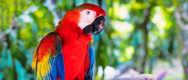 10 Essential Facts About Scarlet Macaws - A-Z Animals