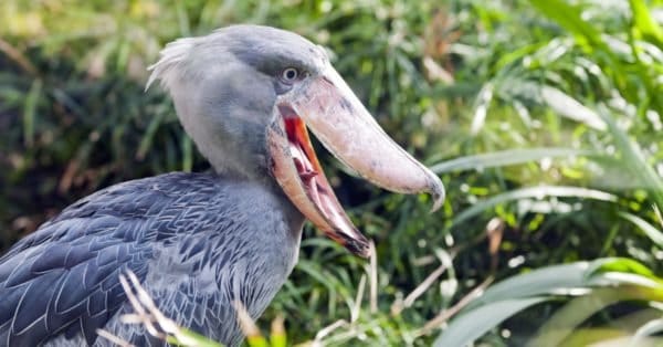 Shoebill Stork Animal Facts - Balaeniceps rex - A-Z Animals