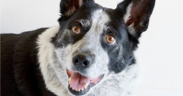Shollie Dog Breed Complete Guide - A-Z Animals