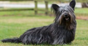 The 30 Most Unusual and Uncommon Dog Breeds - A-Z Animals