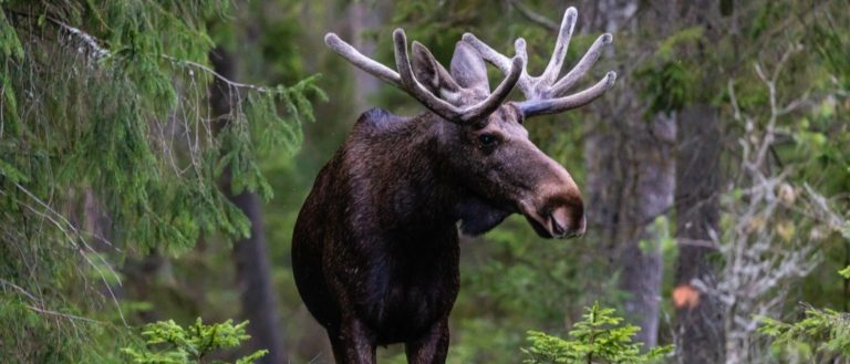 Wildlife in Slovakia - Types of Slovak Animals - A-Z Animals