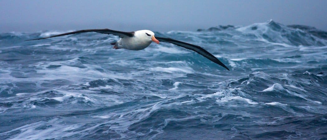 Wildlife in Southeast Pacific - Types of Southeast Pacific Animals - A ...