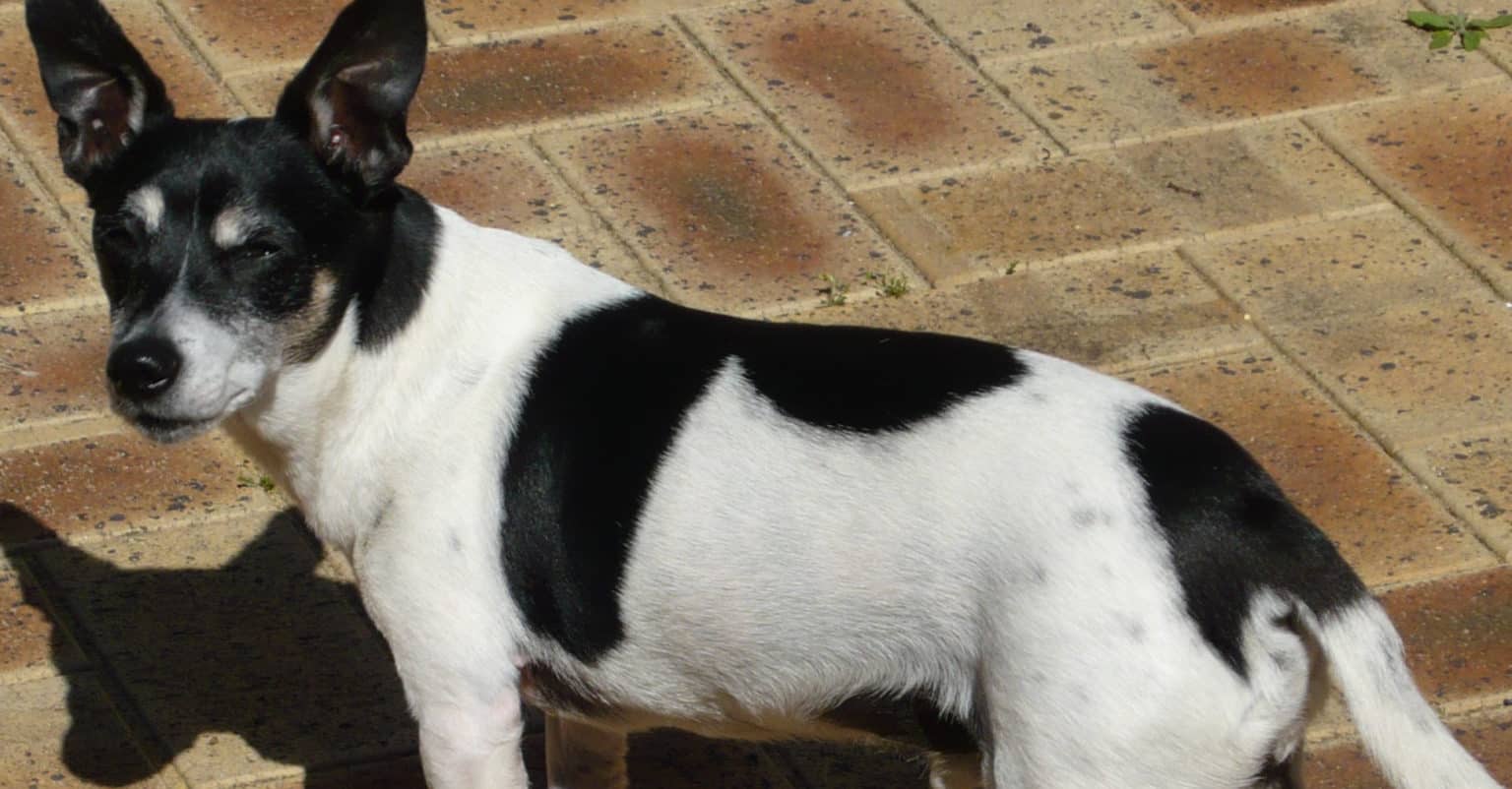 Tenterfield Terrier Animal Facts - Canis lupus familiaris - A-Z Animals