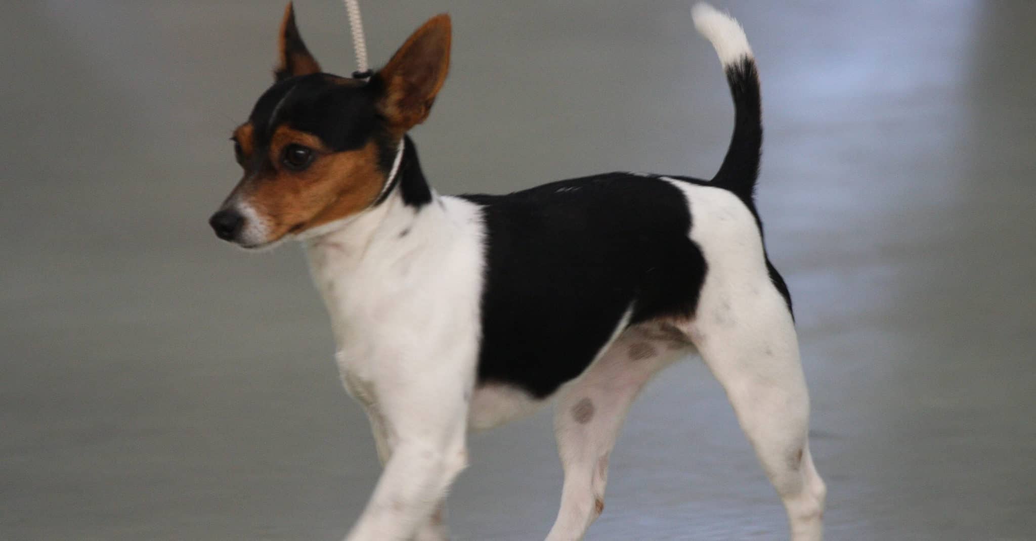 Tenterfield Terrier Animal Facts - Canis lupus familiaris - A-Z Animals