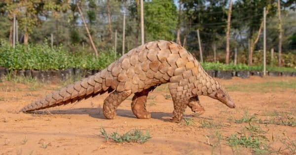 Pangolin Animal Facts - A-Z Animals