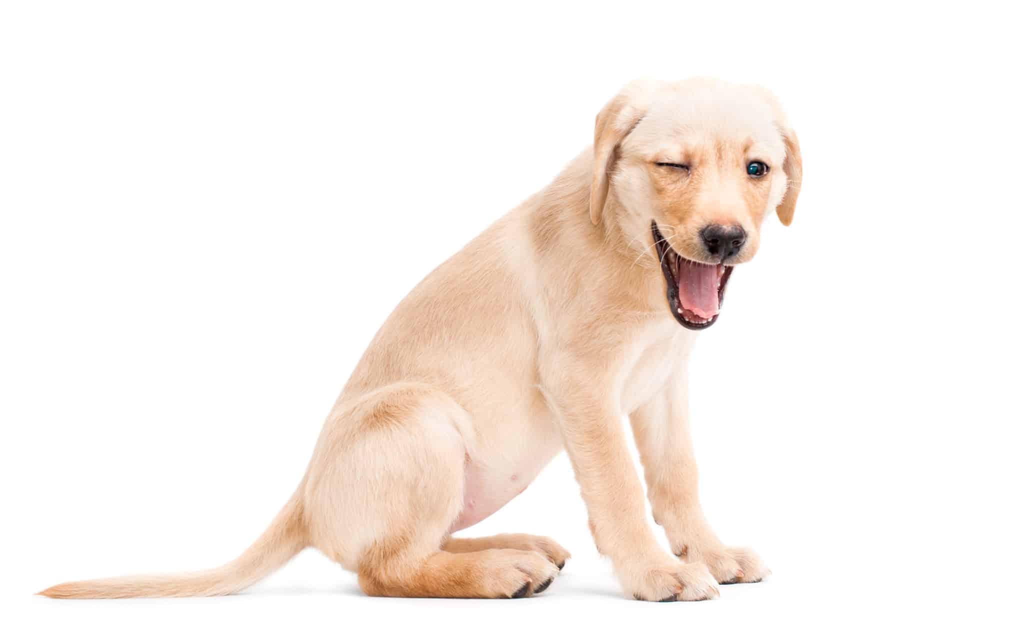 Labrador Retriever Dog Breed Complete Guide - A-Z Animals