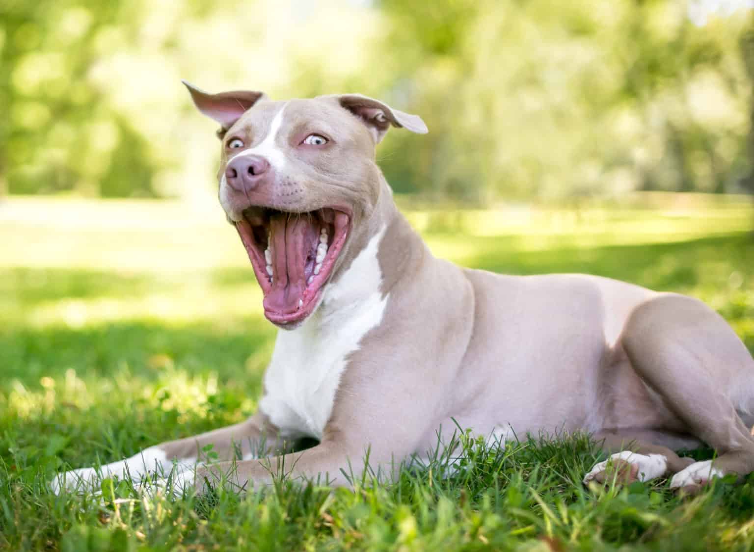 The Top 10 Happiest Dogs in the World - A-Z Animals