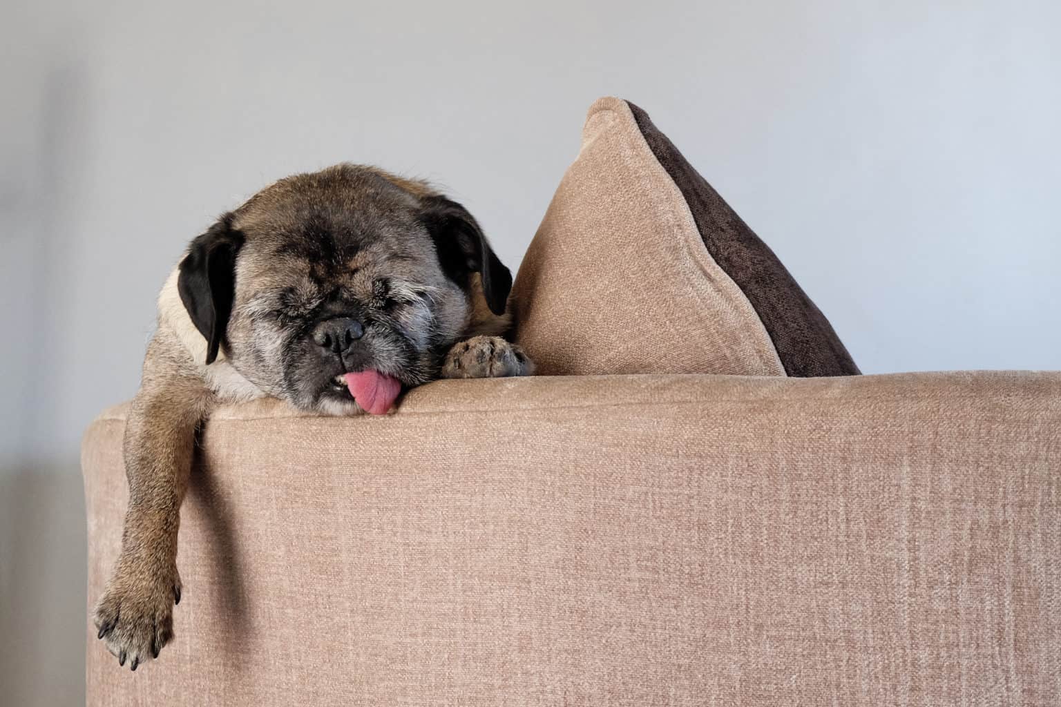 The Top 10 Happiest Dogs in the World - A-Z Animals