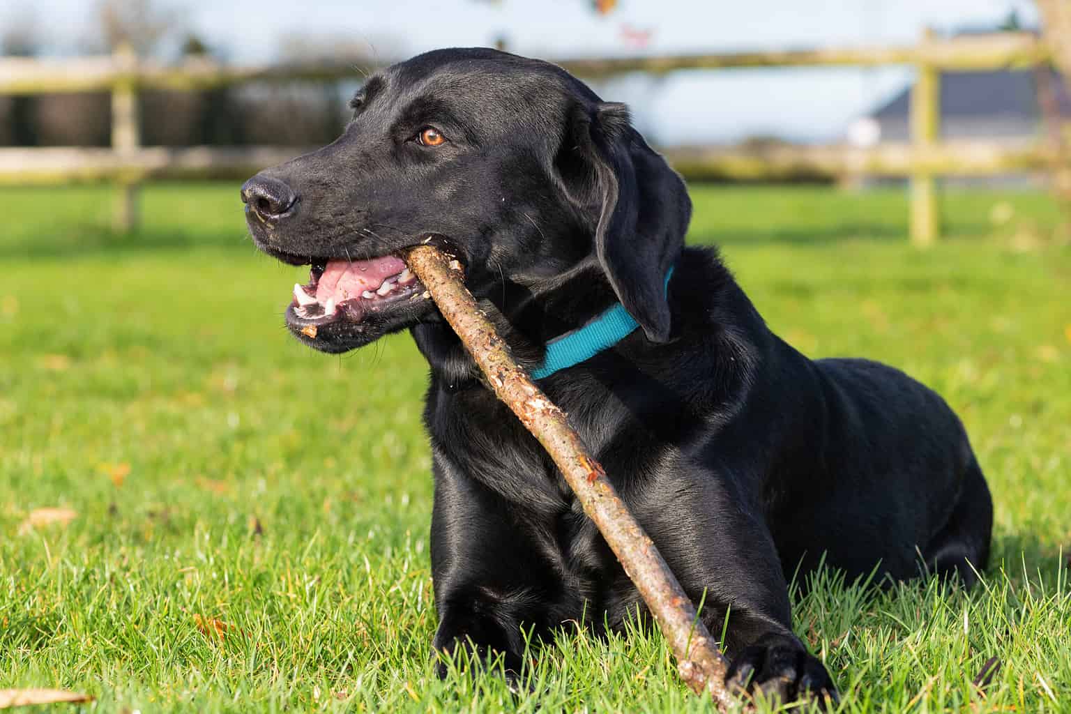 How Smart Are Labrador Retrievers? Everything We Know About Their ...