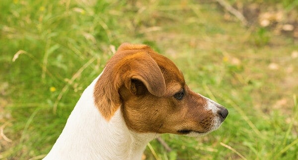 Terrier Dog Breed Complete Guide - A-Z Animals
