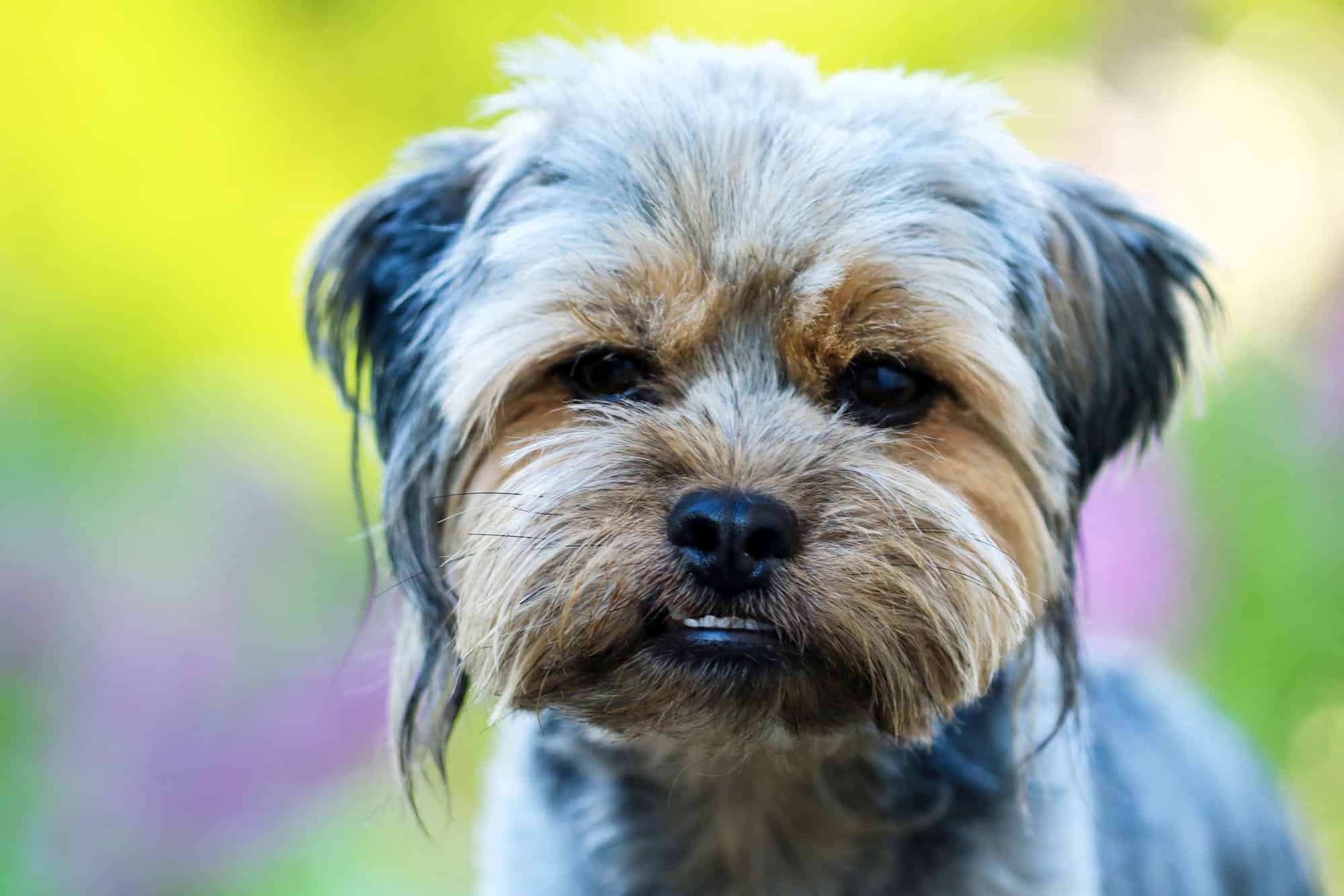 Griffonshire Dog Breed Complete Guide - A-Z Animals