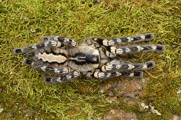 The World's Biggest Spiders Will Blow Your Mind - A-Z Animals