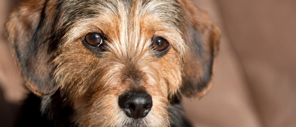 Dog Breeds that Start with T - A-Z Animals