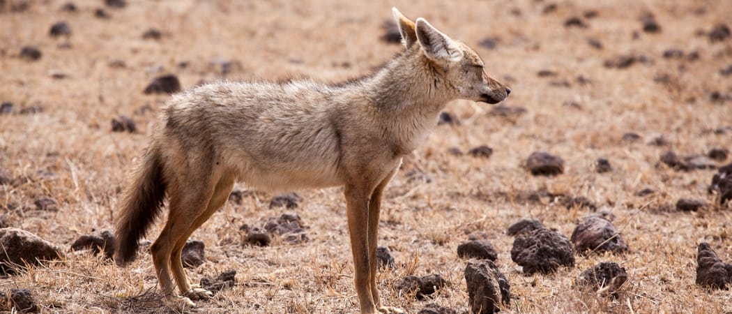Wolf Colors: Discover the Rarest to Most Common - A-Z Animals