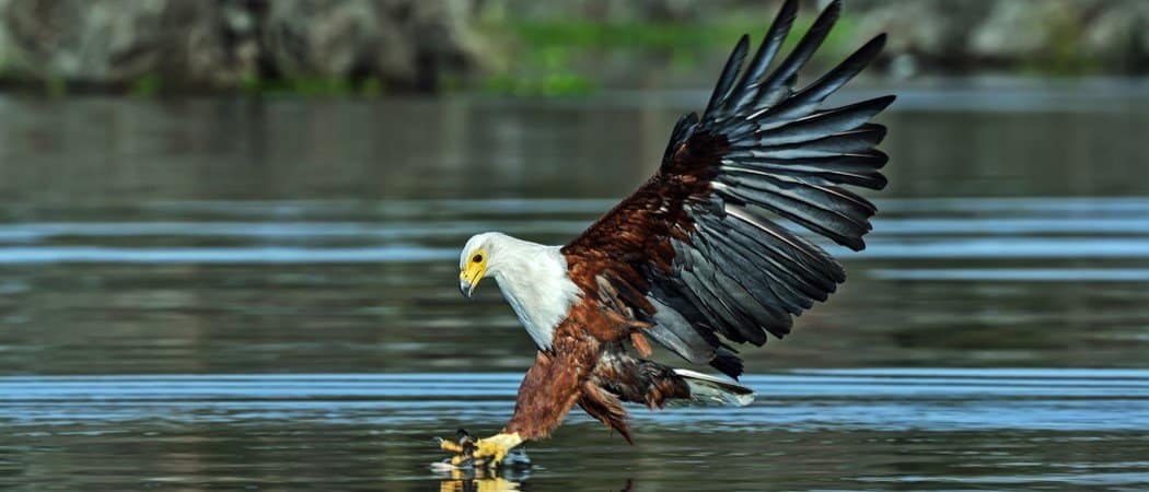 Wildlife in Albania - Types of Albanian Animals - A-Z Animals