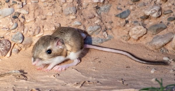 The 10 Most Amazing Desert Animals - A-Z Animals