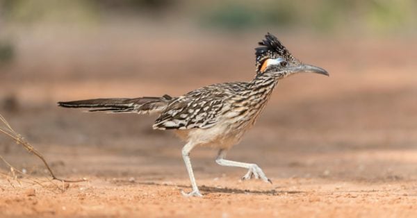 Roadrunner Vs Rattlesnake: Who Would Win in a Fight? - A-Z Animals
