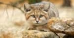 Sand Cat Animal Facts - Felis margarita - A-Z Animals
